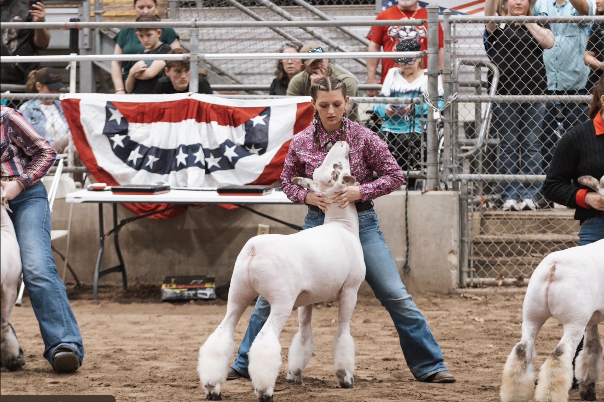 FFA students find success in livestock shows – KP TIMES
